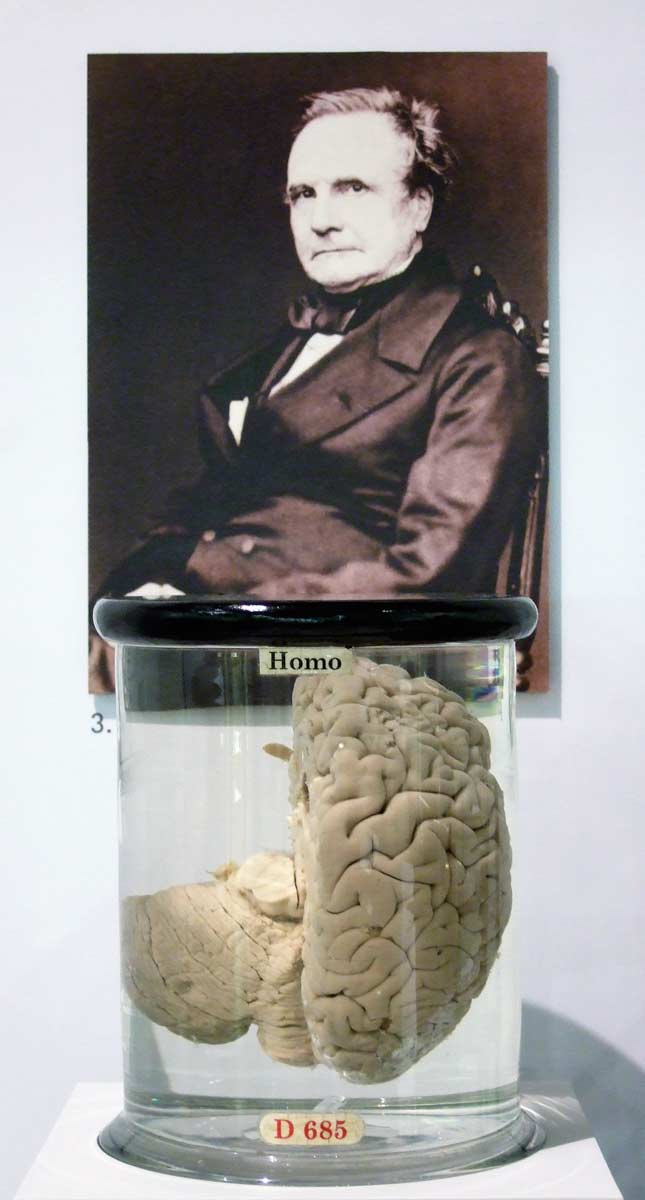 Charles Babbage Brain Imagining AI Babbage & Lovelace | History Of